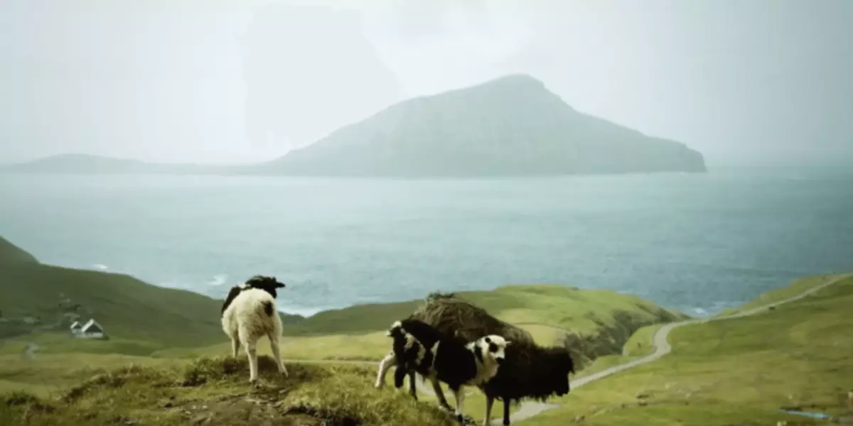 Ovce pomažu pucati panorame za Google Street View 13457_1