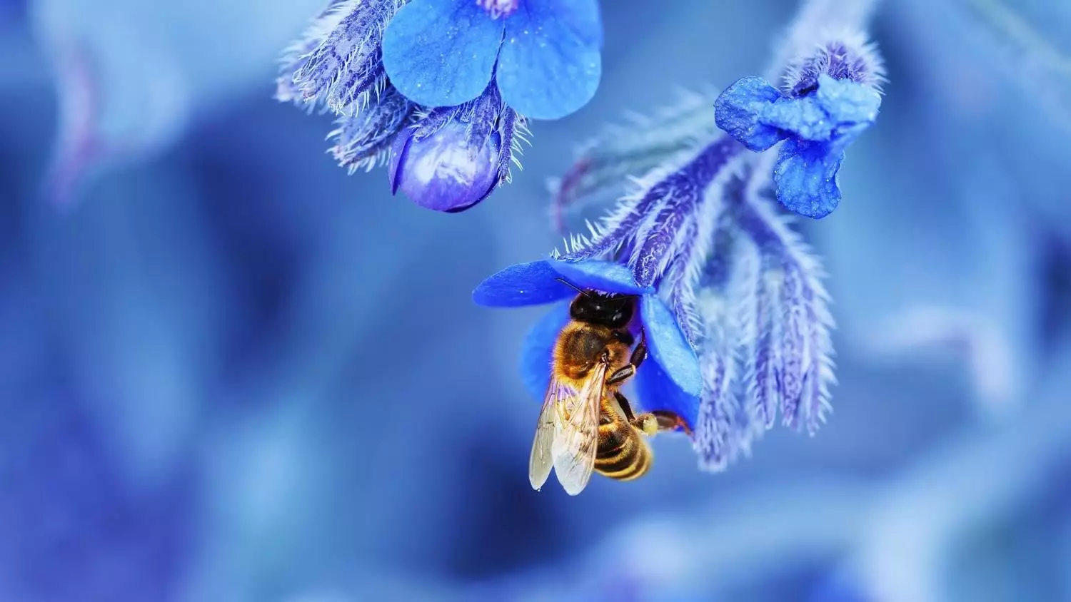 Bee на цвете