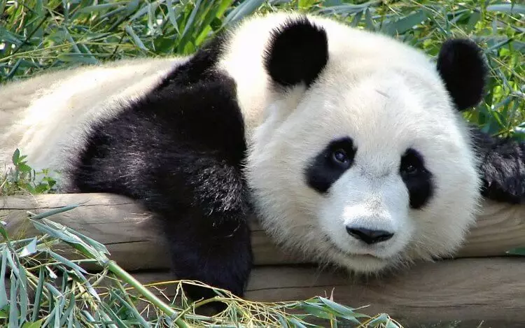 Google Glass di karûbarê ji bo baş: Zoo li nexweşxaneya zarokan 19200_3